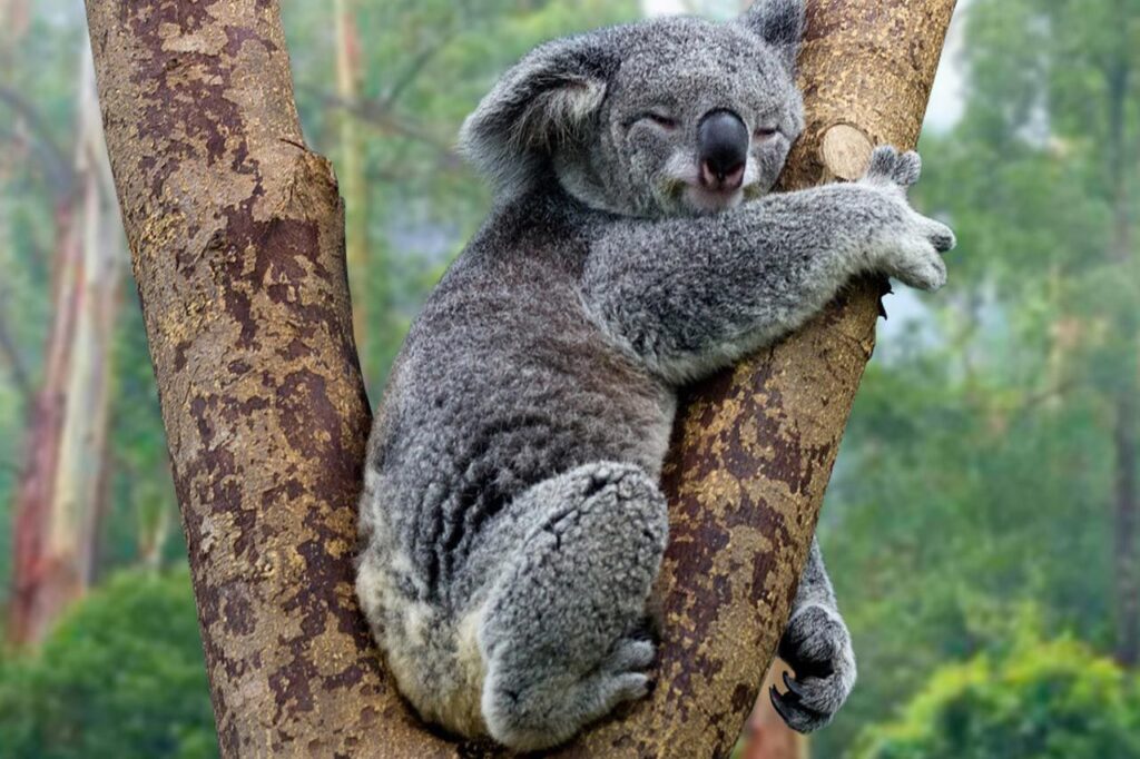 Fakta Unik Koala – Radio UNTAR